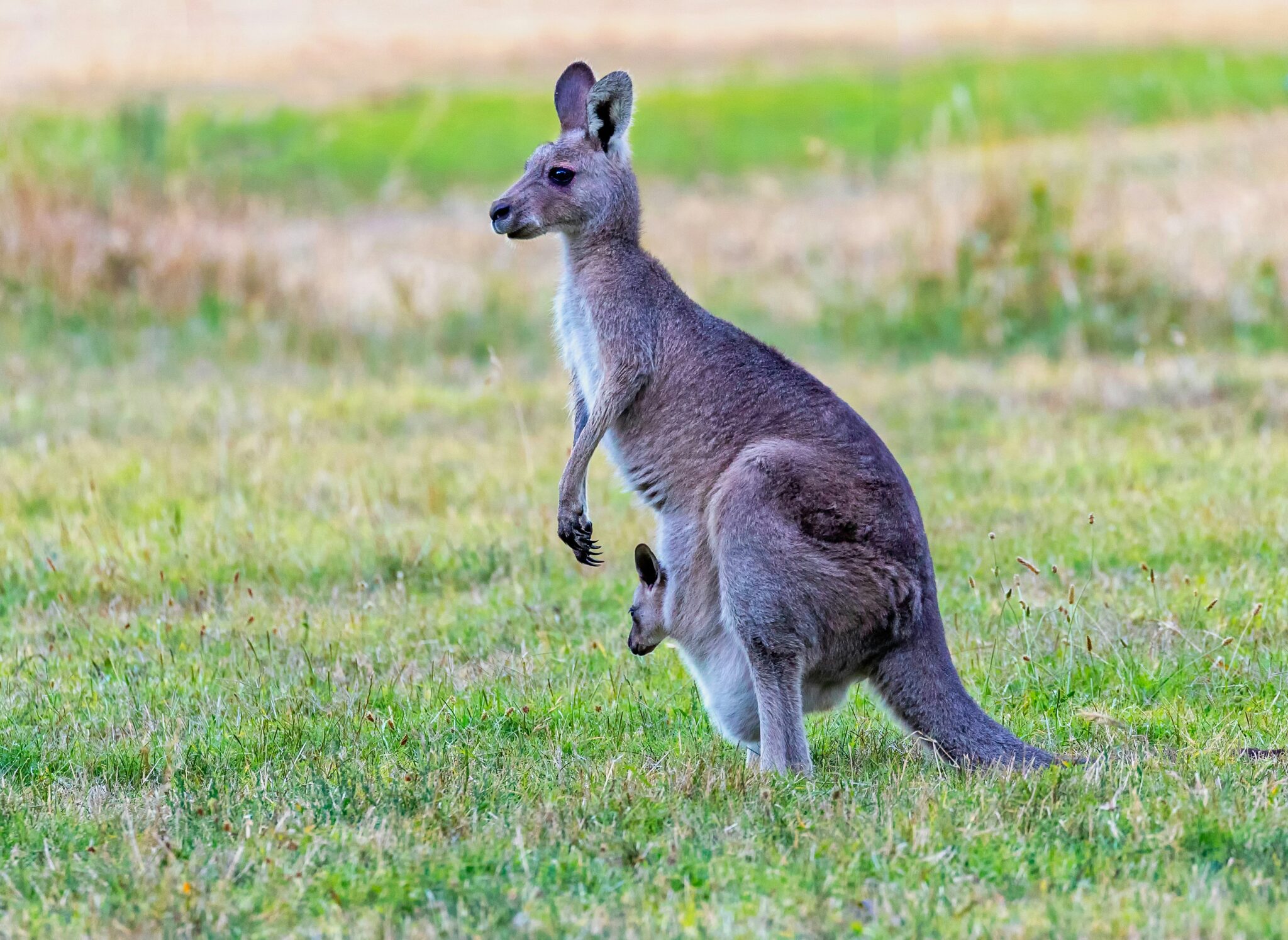 300+ Cute And Funny Kangaroo Names 2025